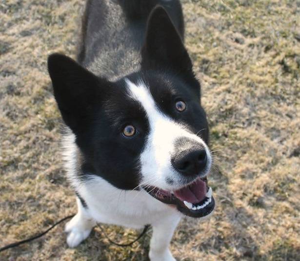 Cane da orso della carelia: scheda completa di questo cane