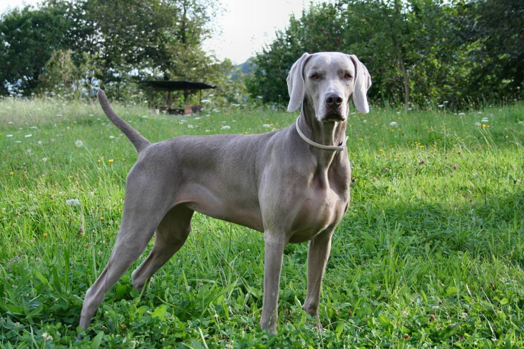 Weimaraner o Bracco di Weimar: il fantasma grigio dagli occhi blu ...
