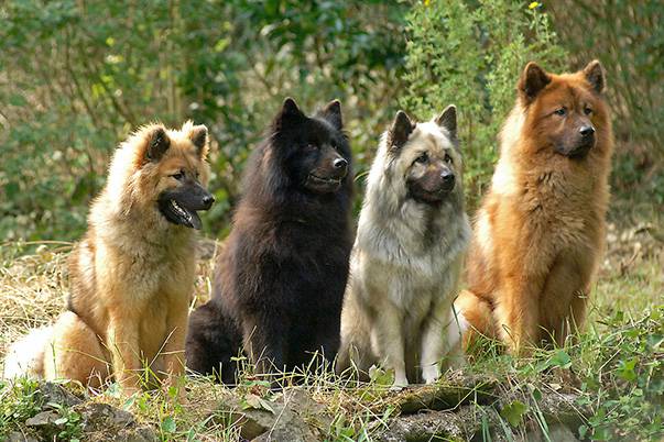 L'Eurasier: scheda completa di questa razza canina