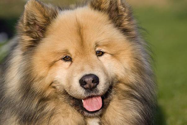 L'Eurasier: scheda completa di questa razza canina
