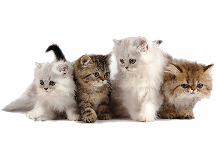 Il Persiano cioccolato e lilla: scheda completa di razza