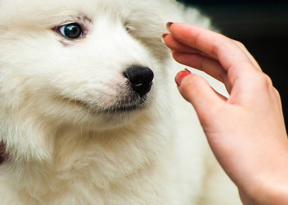 Il Samoiedo: scheda completa di questa razza canina rara