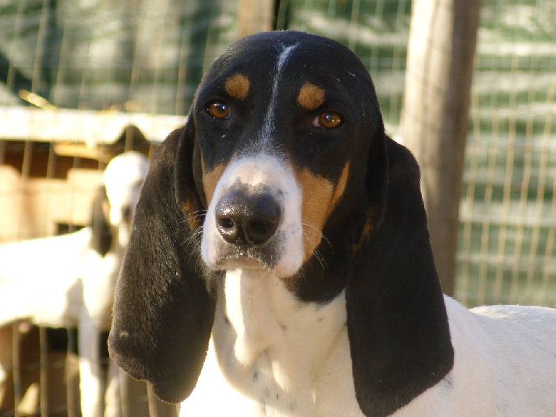 L'Ariegeois: scheda completa di questa razza canina