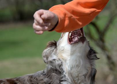 Comportamento cani: cosa fare quando il cane morde?