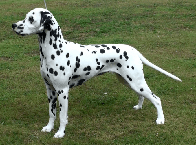 Il Dalmata: scheda completa di questo splendido cane