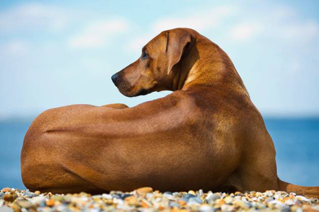 Il Rhodesian ridgeback: scheda completa di questa razza