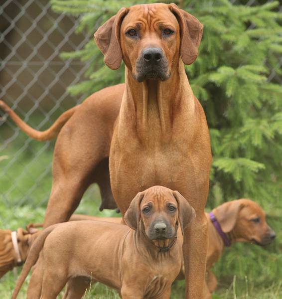 Il Rhodesian ridgeback: scheda completa di questa razza