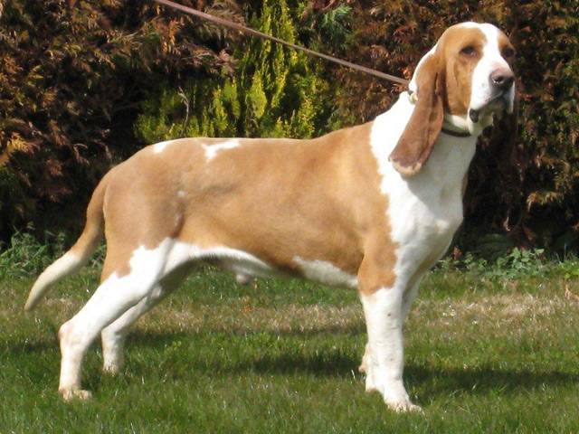 Il Sabueso espanol: scheda completa di questa razza