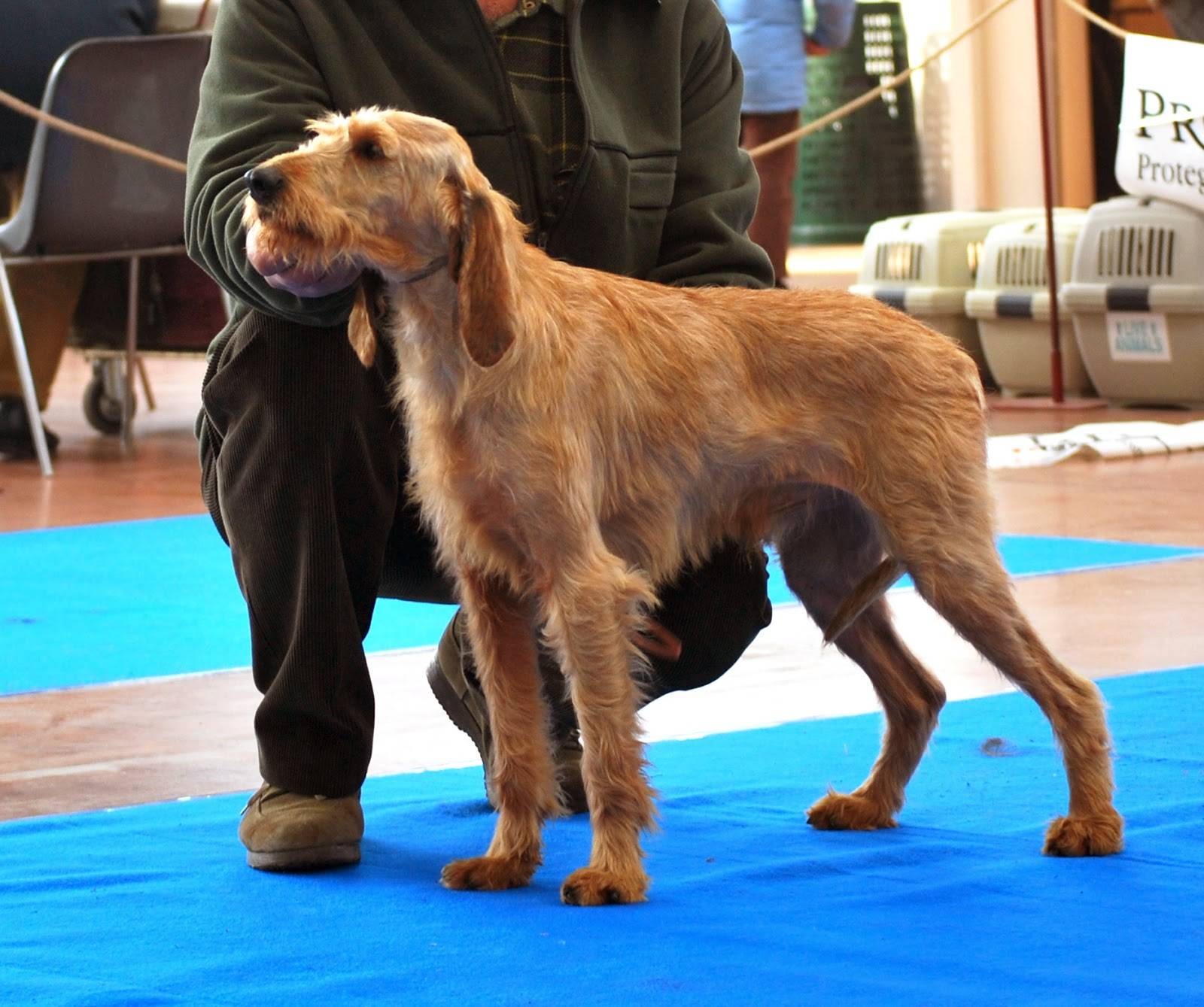 Il segugio taliano: scheda completa sulle due varietà