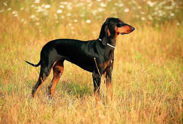 Il segugio taliano: scheda completa sulle due varietà