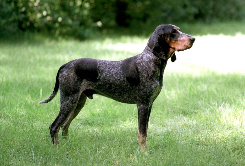 I segugi svizzeri: scheda completa di questa razza canina