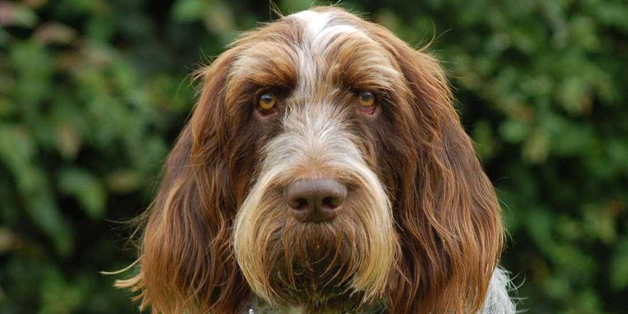 Lo Spinone Italiano: un cane vigoroso - Amoreaquattrozampe.it