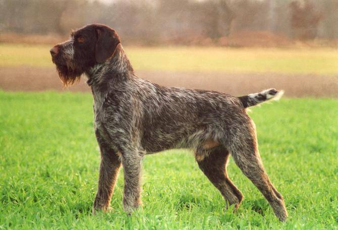 Il Cane da ferma tedesco: un unico lavoro per quattro cani diversi