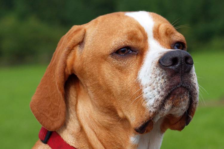 Il Bracco portoghese: scheda completa di questo cane