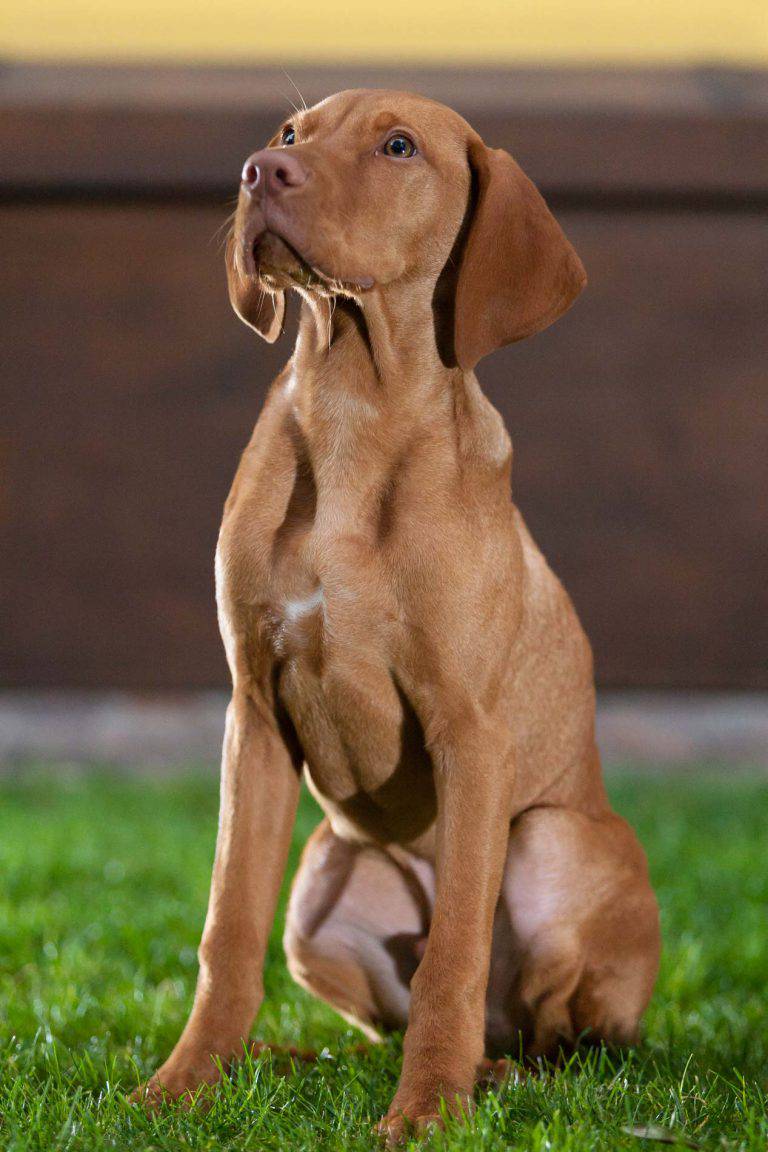 Il Bracco ungherese: scheda completa di questa razza