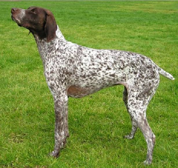 Il Cane da ferma tedesco: un unico lavoro per quattro cani diversi