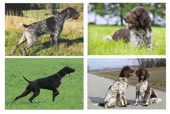 Il Cane da ferma tedesco: un unico lavoro per quattro cani diversi