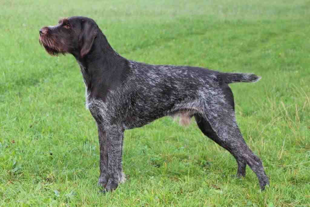 Il Cane da ferma tedesco: un unico lavoro per quattro cani diversi