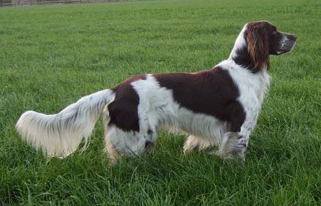 Epagneul francais il cugino francese del breton - www.amoreaquattrozampe.it