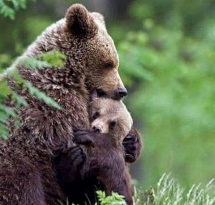 Mamma orso in cerca di mele in pieno centro coi due cuccioli - VIDEO