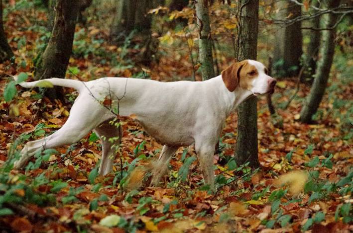 Il Bracco saintgermain: il cugino del pointer - Amoreaquattrozampe.it