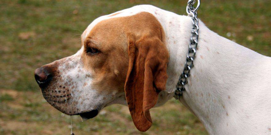 Il Pointer inglese: un apparente tranquillone - www.amoreaquattrozampe.it