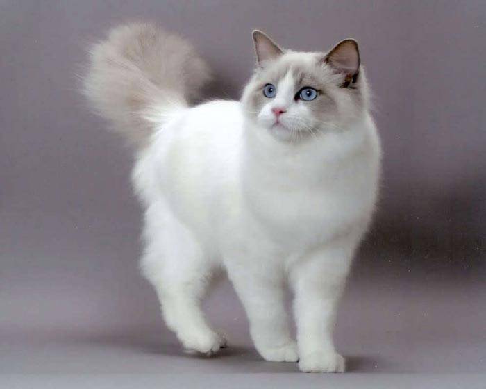 Il Ragdoll: scheda completa di questa razza felina stupenda