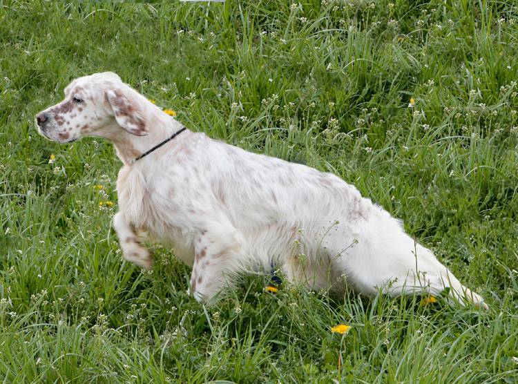 Il Setter inglese: una bellezza rara - www.amoreaquattrozampe.it