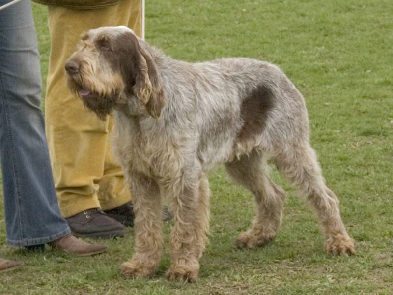 Lo Spinone Italiano: un cane vigoroso - Amoreaquattrozampe.it