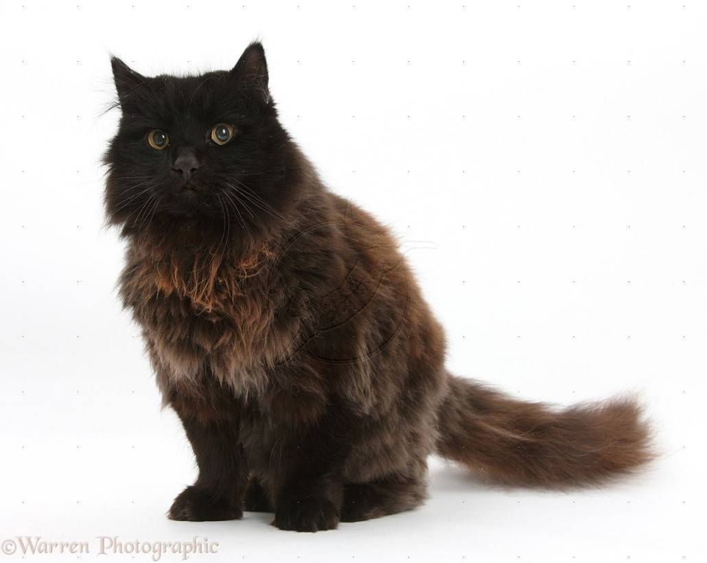 Lo York chocolate: un cioccolatino di gatto - amoreaquattrozampe.it