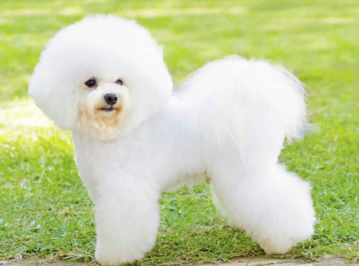 Bichon poil frisè: quasi il sosia del barboncino ma più vaporoso