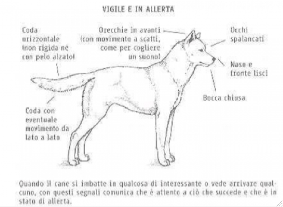 La Comunicazione nel Cane NON VERBALE: (prima parte ...