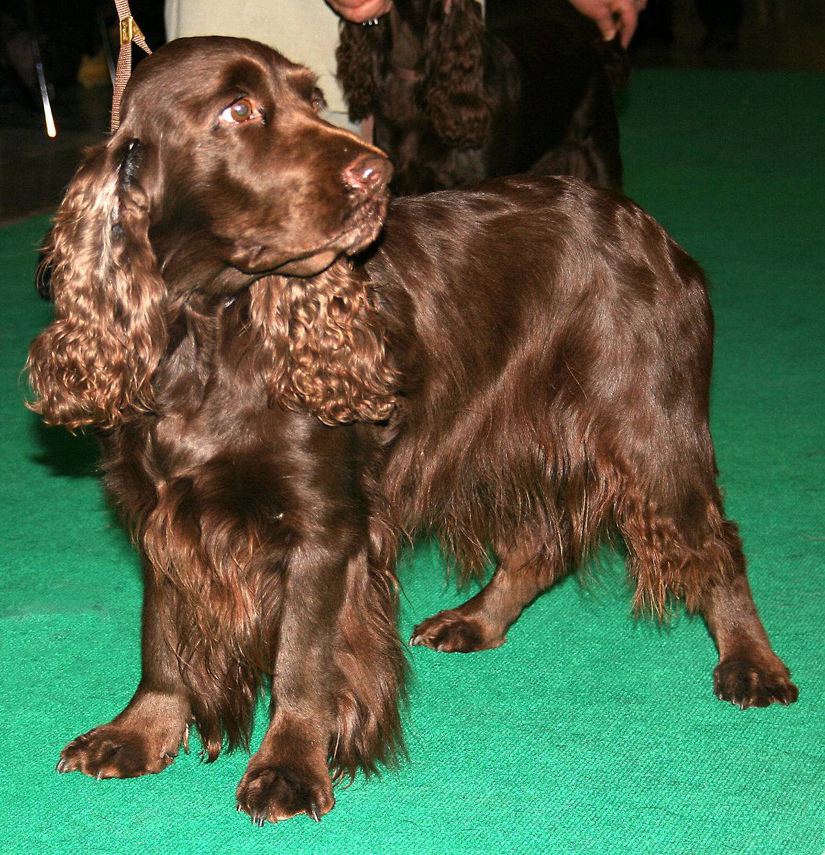 Il Field spaniel: il cugino del cocker spaniel - www.amoreaquattrozampe.it
