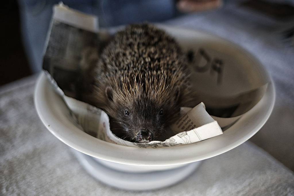 Roma, i ricci "conquistano" il Colosseo - Amoreaquattrozampe.it