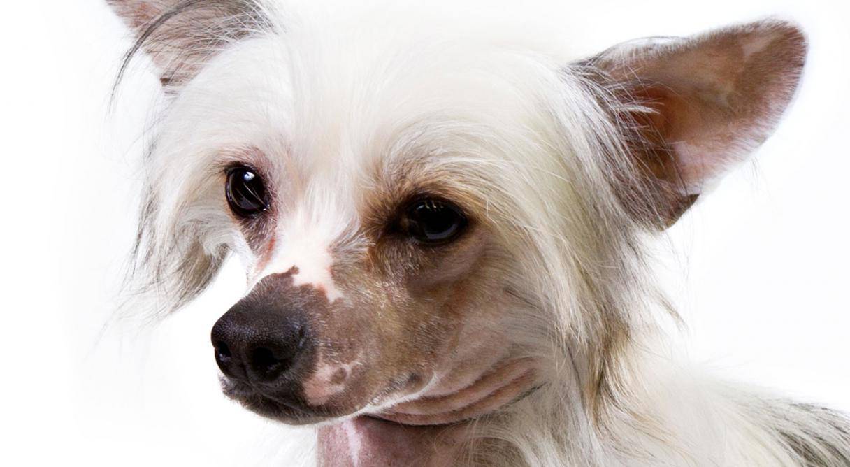 Chinese crested dog: uno dei diversi cani senza pelo
