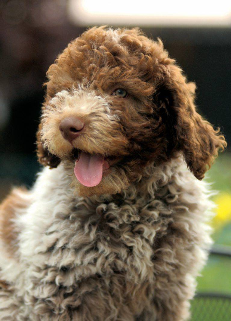 Lagotto romagnolo: i suoi ricci sono morbidi e antinodo