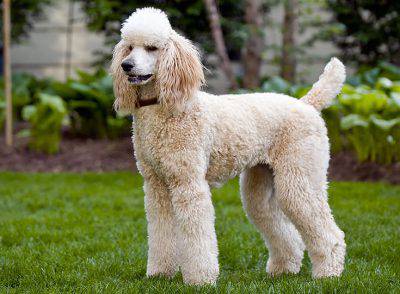 Barbone o barboncino: il cane più amato dalle donne