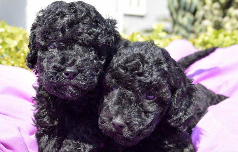 Barbone o barboncino: il cane più amato dalle donne