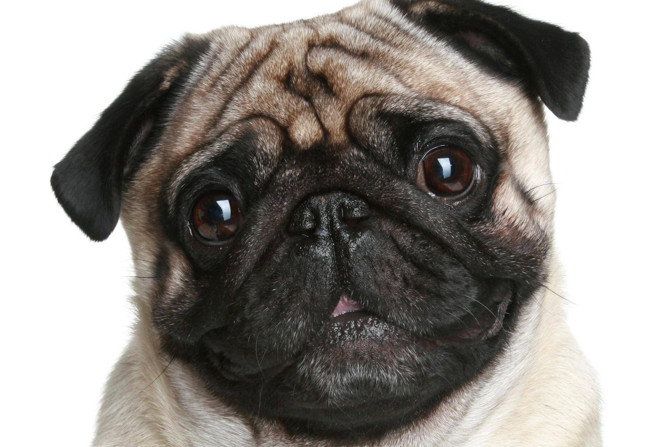 Carlino: ecco uno dei musi più simpatici che esista