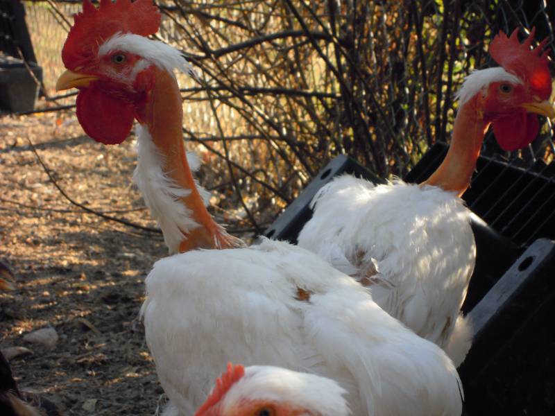 Il pollo collo nudo: caratteristiche di razza - amoreaquattrozampe.it