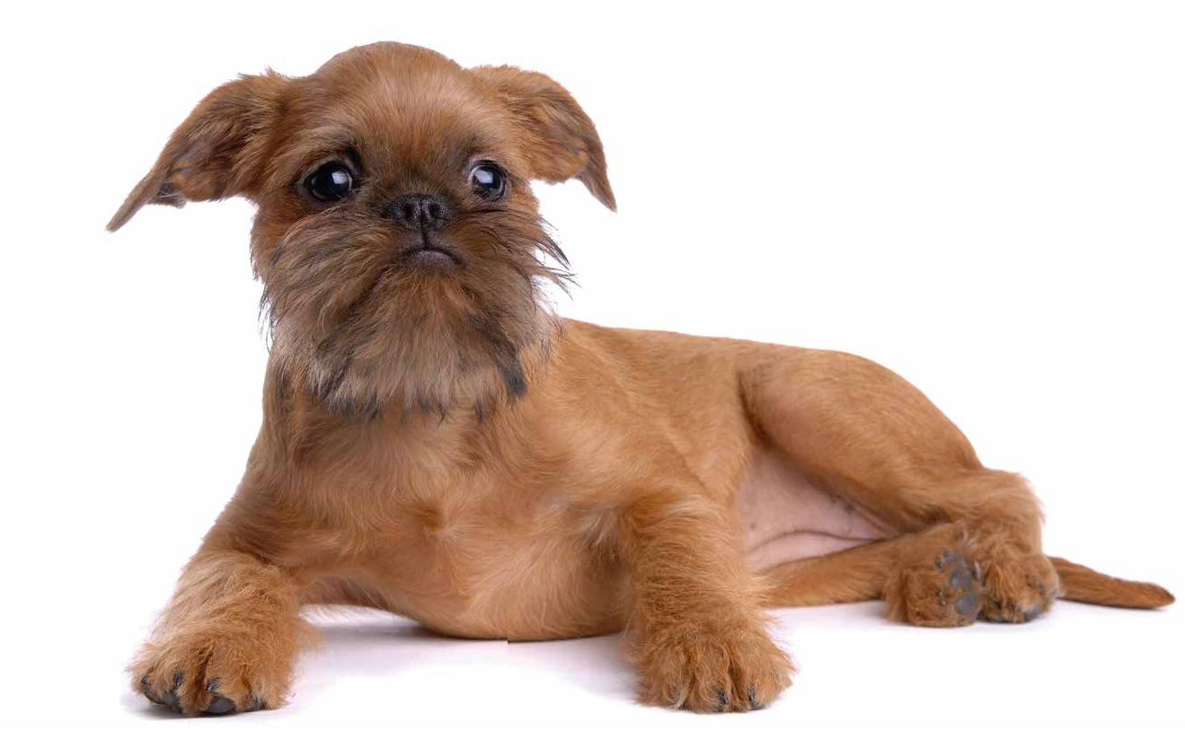 Griffoni di Bruxell e Belga: caratteristiche di due razze