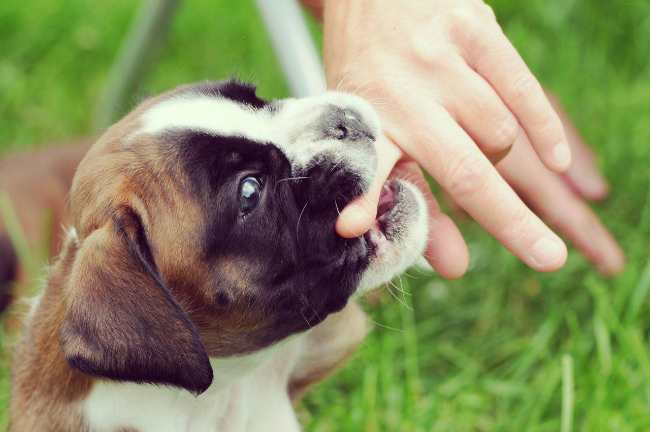 Perchè il cane morde oggetti e ospiti prima e durante visite?