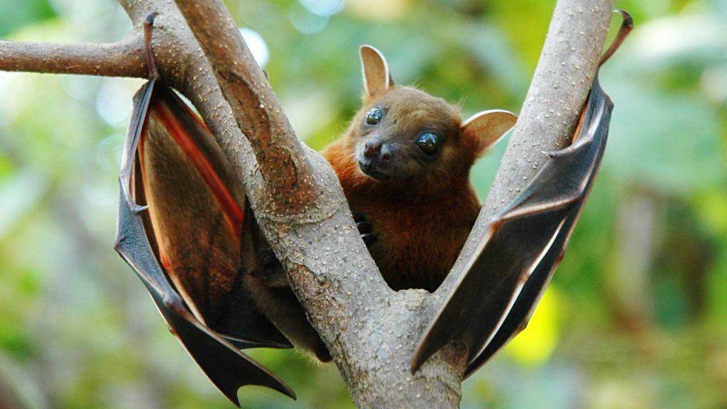 Quanto conosciamo i pipistrelli? Ecco svelati piccoli segreti ...