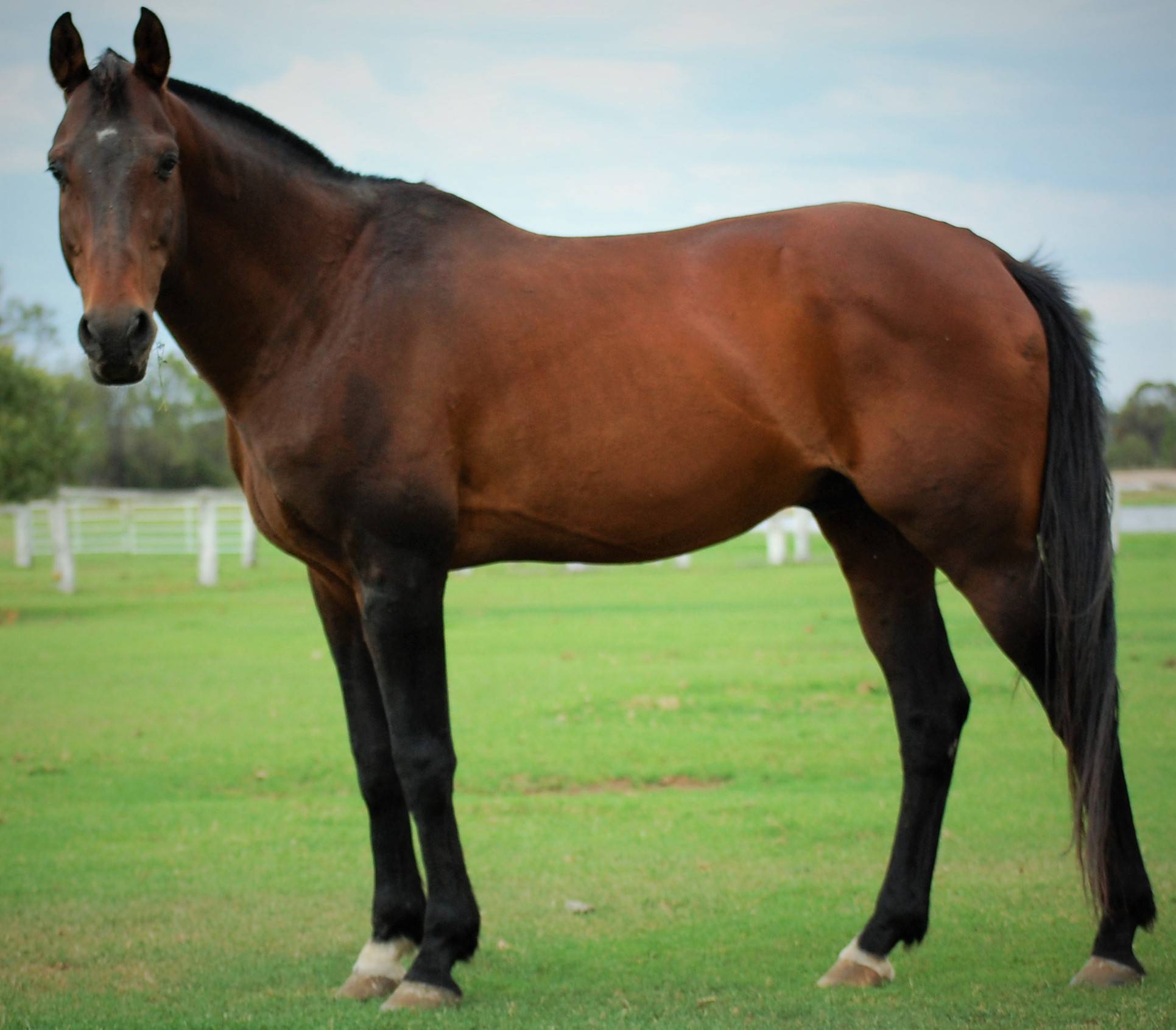 Il waler: un cavallo valoroso e fiero - amoreaquattrozampe.it