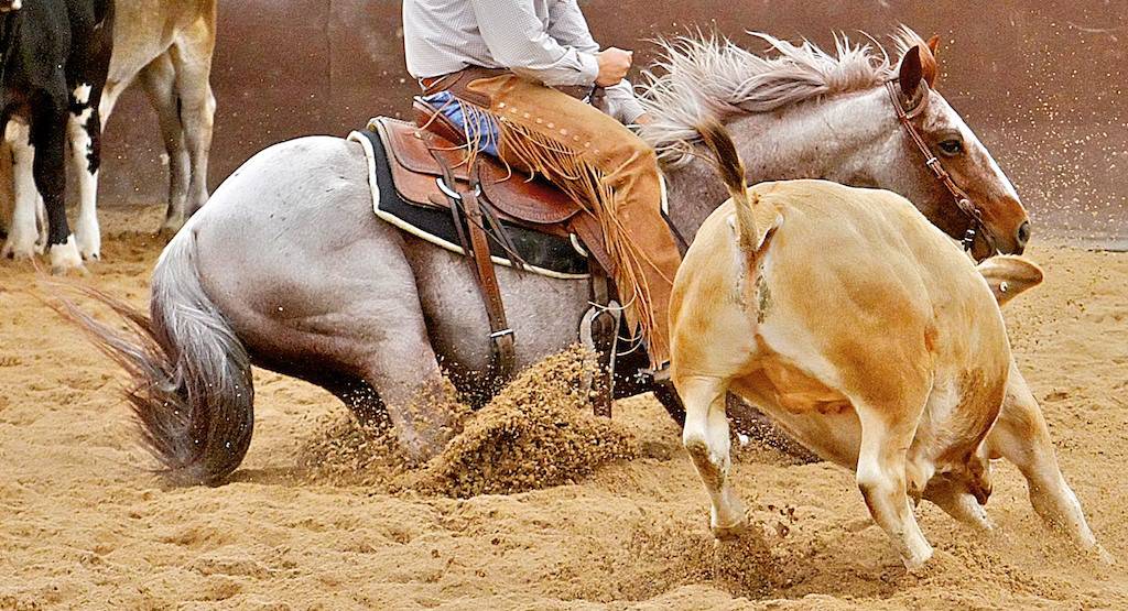 Cavalli ed Equitazione | Amoreaquattrozampe.it