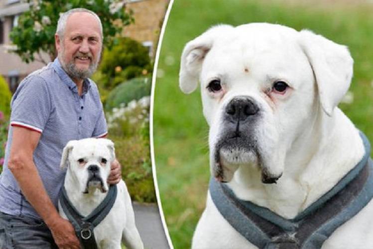 Joe stava malissimo: operato d'urgenza, veterinari sconcertati - FOTO