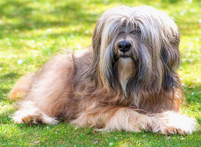Terrier Tibetano: un simpatico cane ricoperto da un manto stupendo