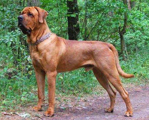 Tosa: l'imponente cane dalle labbra lunghissime e morbide