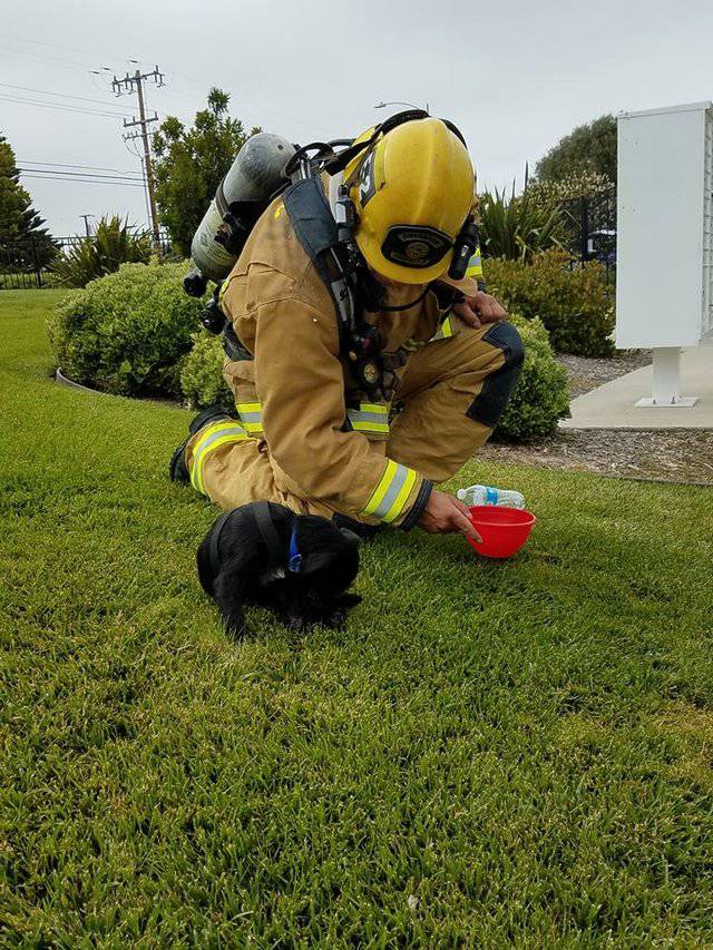 Entrano nella casa per salvare il cane dall'incendio ma scoprono l'orrore