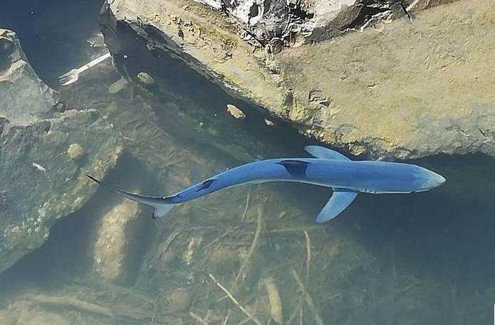Avvistato un meraviglioso squalo blu in Maremma - FOTO